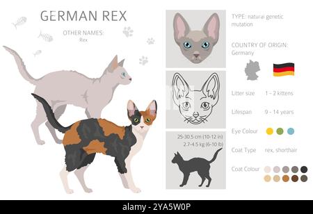 German Rex cat clipart. All cat breeds characteristics infographic ...