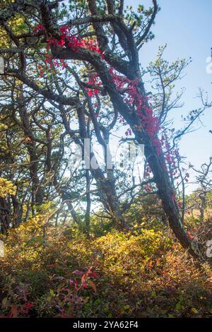 Cape Cod National Seashore features Herring Cove and full access to the ...