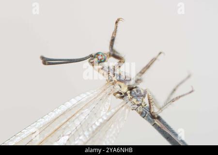 Antlions and Owlflies (Myrmeleontidae) Insecta Stock Photo - Alamy