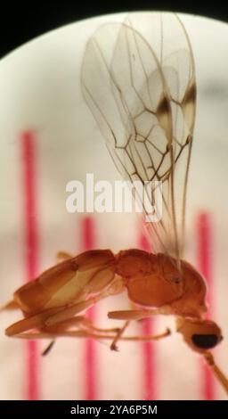 Common Mummy Wasps (Aleiodes), Insecta, Sabiepark, Sabie Park, 1260 ...