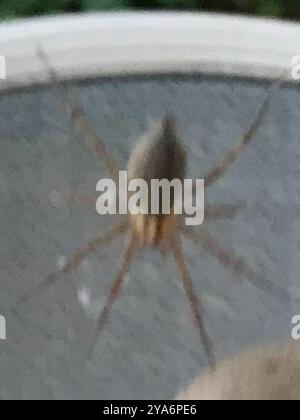 RTA Clade Spiders (Rta clade) Arachnida Stock Photo - Alamy