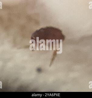Cat Flea (Ctenocephalides felis) Insecta Stock Photo - Alamy