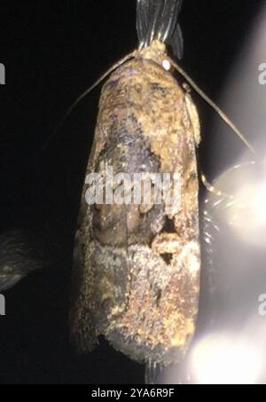 Chalcedony Midget (Elaphria chalcedonia) Insecta Stock Photo - Alamy