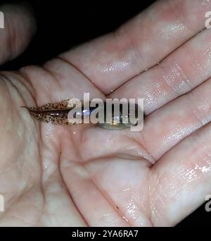Holarctic Treefrogs (Hyla) Amphibia Stock Photo - Alamy