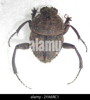 (Sisyphus sordidus) Insecta Stock Photo - Alamy