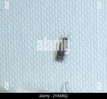 Microcaddisflies (Hydroptilidae) Insecta Stock Photo - Alamy
