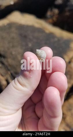Rough Periwinkle (Littorina saxatilis) Mollusca Stock Photo - Alamy
