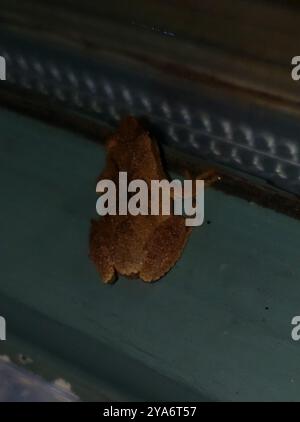 Spring Peeper (Pseudacris crucifer) Amphibia Stock Photo - Alamy
