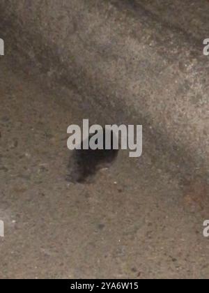 Eastern Mole (Scalopus aquaticus) Mammalia Stock Photo - Alamy