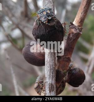 Variegated Coffee Bugs (Antestiopsis) Insecta Stock Photo - Alamy