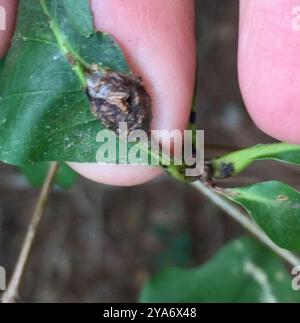 Oak Petiole Gall Wasp (Andricus quercuspetiolicola) Insecta Stock Photo ...
