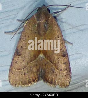 Wedgling Moth (Galgula partita), Insecta, Missouri, US Stock Photo - Alamy
