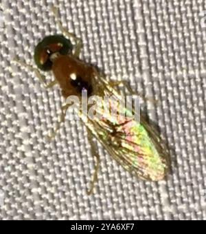 (Sargus elegans) Insecta Stock Photo - Alamy