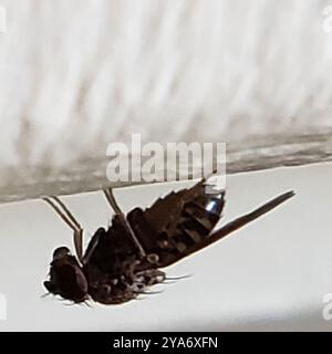 (Drosophila repleta) Insecta Stock Photo - Alamy