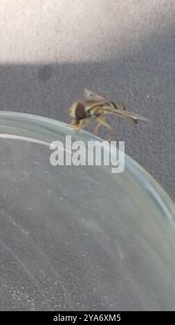 Maize Calligrapher (Toxomerus politus) Insecta Stock Photo - Alamy