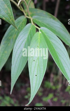spiked pepper (Piper aduncum) Plantae Stock Photo - Alamy