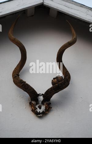 Rock Martin (Ptyonoprogne fuligula) Aves Stock Photo - Alamy