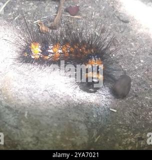 Northern Giant Flag Moth (Dysschema howardi) Insecta Stock Photo - Alamy