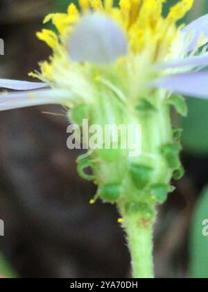 bouquet aster (Eurybia mirabilis) Plantae Stock Photo - Alamy