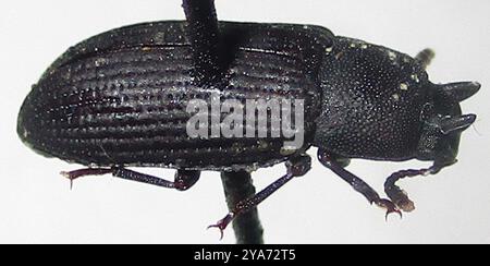 (Cryphaeus taurus) Insecta Stock Photo - Alamy