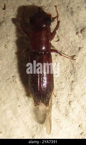 Pinhole Borer Beetles (Platypodinae) Insecta Stock Photo - Alamy
