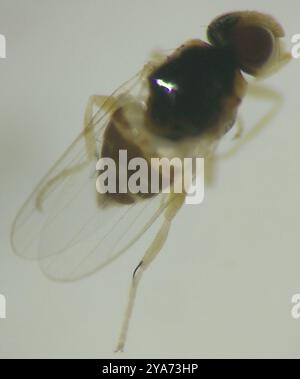 Hippelates Eye Gnats (Hippelates Stock Photo - Alamy