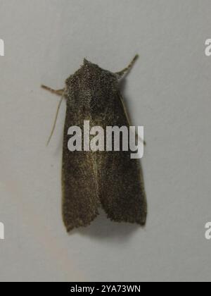 Maritime Sunflower Borer (Papaipema maritima) Insecta Stock Photo - Alamy