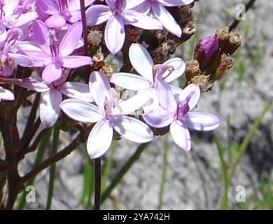 Rough Plampers (Corymbium africanum) Plantae Stock Photo - Alamy