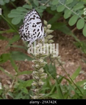Common Pierrot (Castalius rosimon), Insecta, Gir National Park and ...