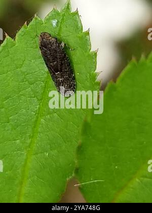 Achilid Planthoppers (Achilidae) Insecta Stock Photo - Alamy
