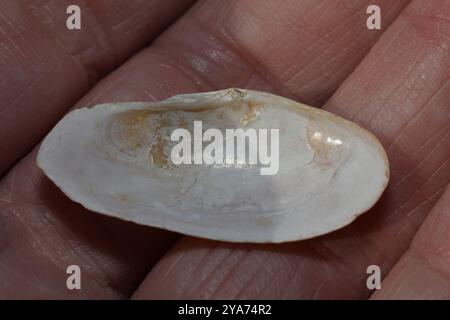 Faroe Sunset Clam (Gari fervensis) Mollusca Stock Photo - Alamy