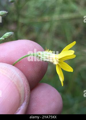 Slender Scratch Daisy (Croptilon divaricatum) Plantae Stock Photo - Alamy