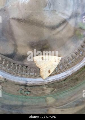 Straw Dot (Rivula sericealis) Insecta Stock Photo - Alamy
