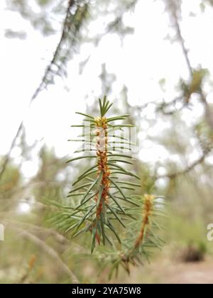 Florida rosemary (Ceratiola ericoides) Plantae Stock Photo - Alamy