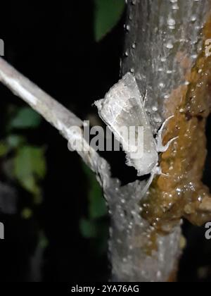 Stalk Borer Moth (Papaipema nebris) Insecta Stock Photo - Alamy