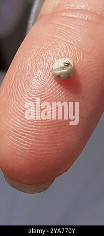 Chinese Wax Scale (Ceroplastes sinensis) Insecta Stock Photo - Alamy