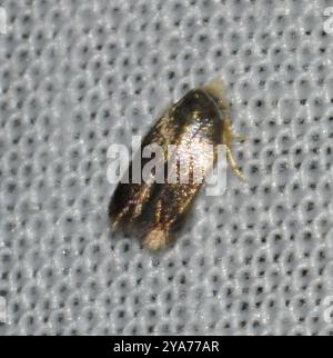 Pygmy Leafminer Moths (Nepticuloidea Stock Photo - Alamy