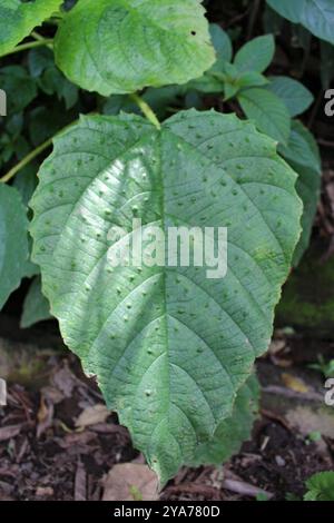 Scratchbush (Urera baccifera) Plantae Stock Photo - Alamy