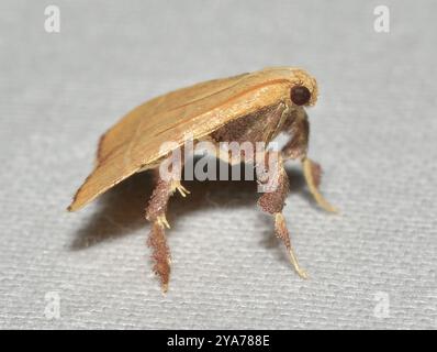 Ochre Parachma Moth (Parachma ochracealis) Insecta Stock Photo - Alamy