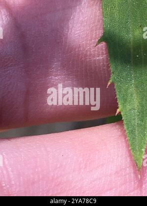 Slender Scratch Daisy (Croptilon divaricatum) Plantae Stock Photo - Alamy