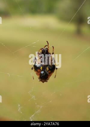 Arrowhead Orbweaver (Verrucosa arenata) Arachnida Stock Photo - Alamy