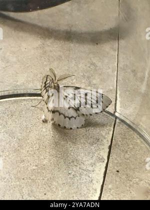 Phantom Hemlock Looper (Nepytia phantasmaria) Insecta Stock Photo - Alamy