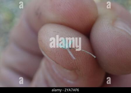 (Lotononis pungens) Plantae Stock Photo - Alamy