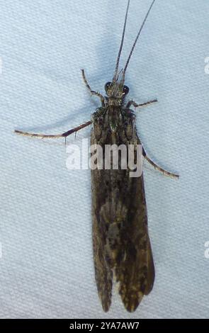 Giant Casemaker Caddisflies (Phryganeidae) Insecta Stock Photo - Alamy