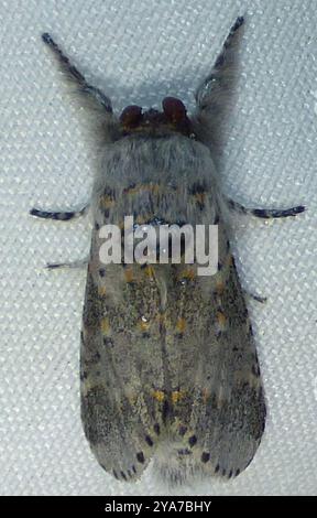 Gray Furcula Moth (Furcula cinerea), Insecta, Lake Rd, Belton, TX, US ...