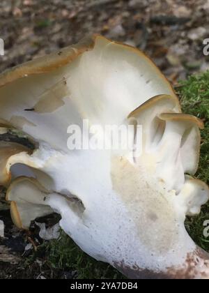 Bay Polypore (Picipes badius) Fungi Stock Photo - Alamy