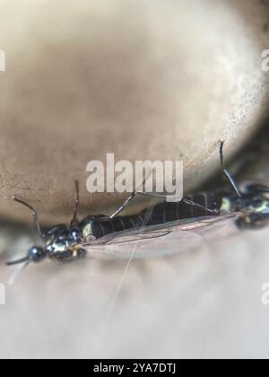 Black Compost Fly (Scatopse notata Stock Photo - Alamy