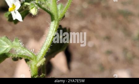 Green Nightshade (Solanum nitidibaccatum) Plantae Stock Photo - Alamy