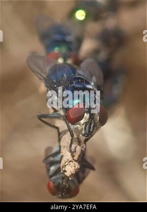 Copper-tailed Blowfly (Chrysomya chloropyga Stock Photo - Alamy