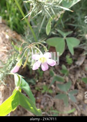 palmate-leaved Oxalis (Oxalis) Plantae Stock Photo - Alamy